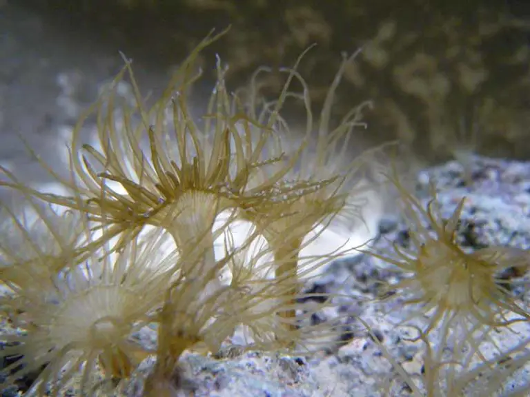 Majano Anemone (Identification & Removal) | Reef Tank Resource