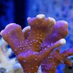 SPS Corals (Detailed Care Guide) | Reef Tank Resource