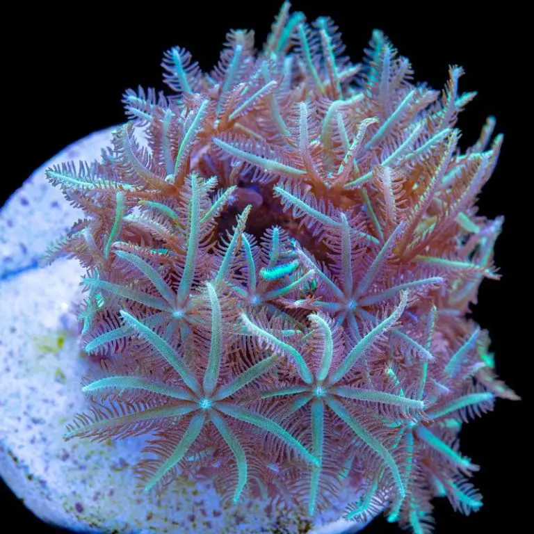 Soft Coral Types, Care, And Guide (For Beginners) | Reef Tank Resource