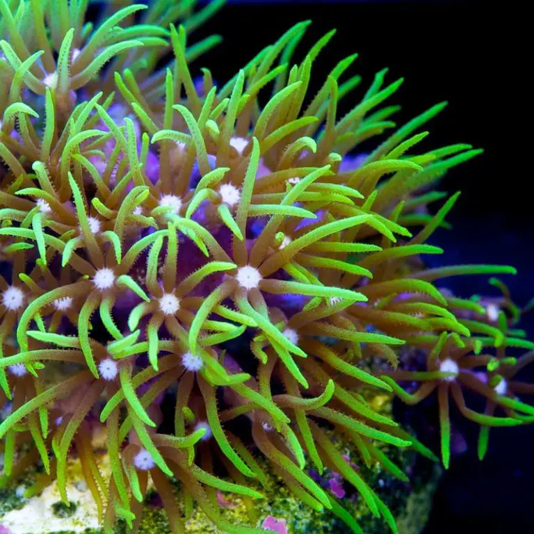 Soft Coral Types, Care, And Guide (For Beginners) | Reef Tank Resource