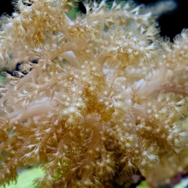 Soft Coral Types, Care, And Guide (For Beginners) | Reef Tank Resource