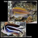 12 Reef Safe Angelfish (Dwarf & Large Varieties) | Reef Tank Resource