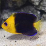 12 Reef Safe Angelfish (Dwarf & Large Varieties) | Reef Tank Resource