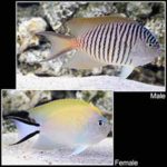 12 Reef Safe Angelfish (Dwarf & Large Varieties) | Reef Tank Resource